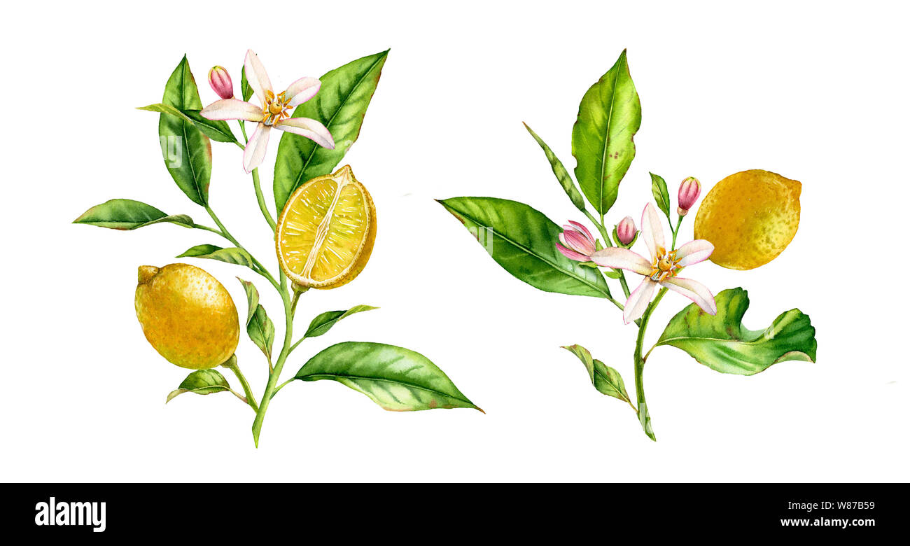 Lemon flowers fruit tree branch set .realistic botanical watercolor ...