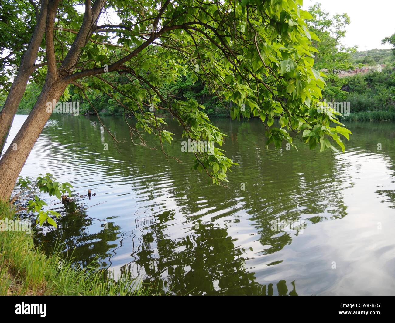 Riverside view with reflections of trees in the water Stock Photo - Alamy