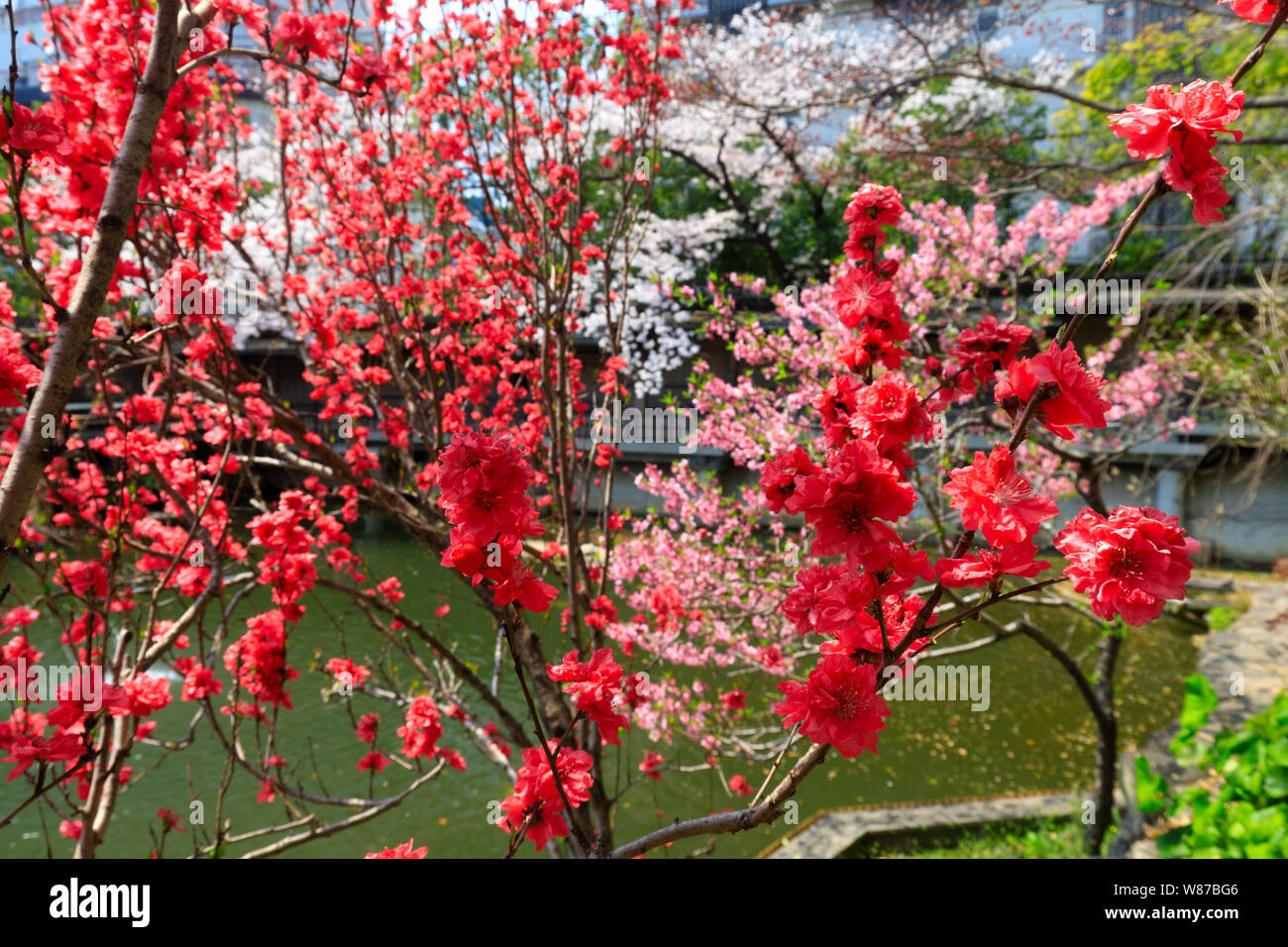 Ornamental peach tree hi-res stock photography and images - Alamy