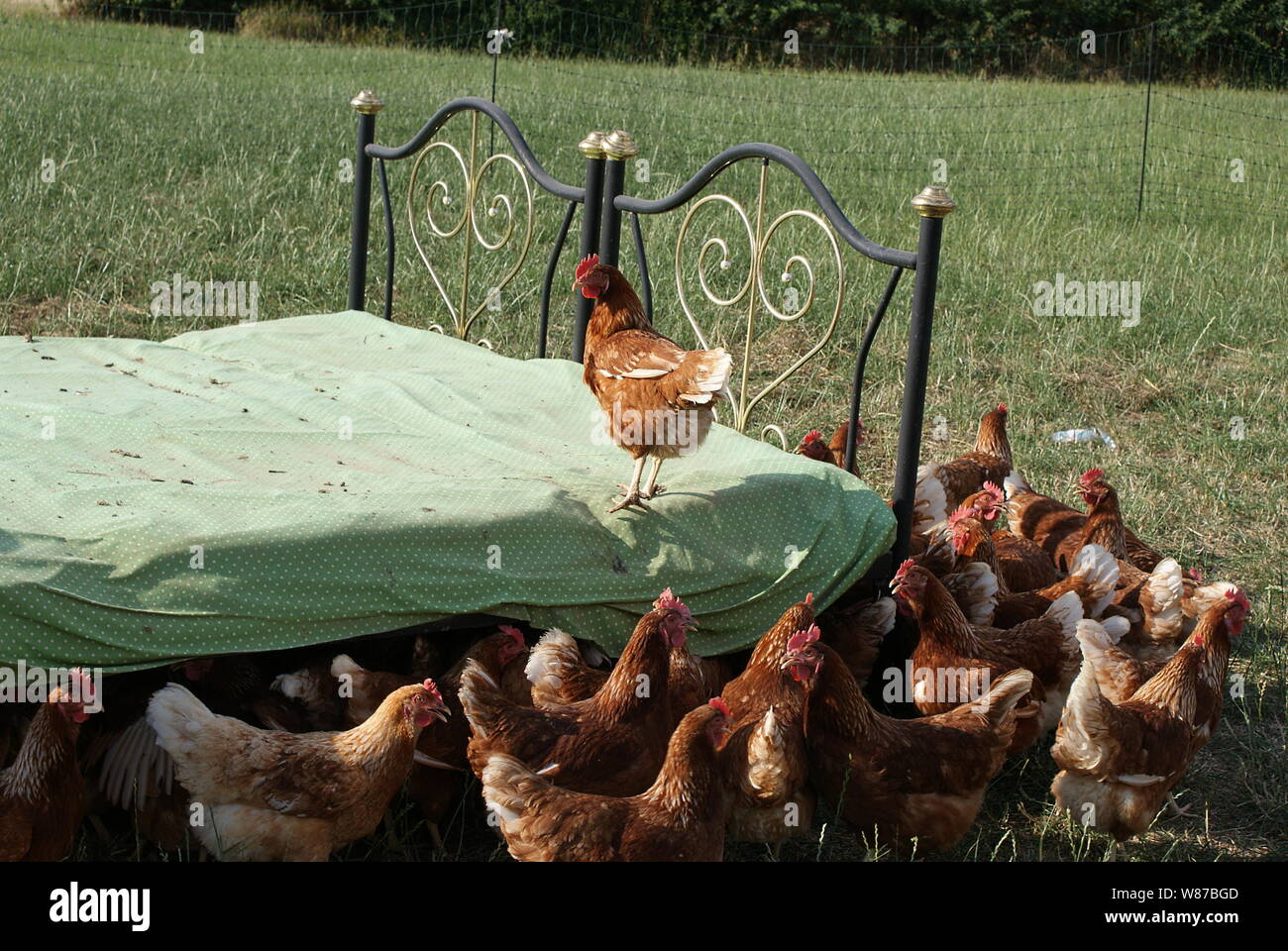 Chicken bed hi-res stock photography and images - Alamy