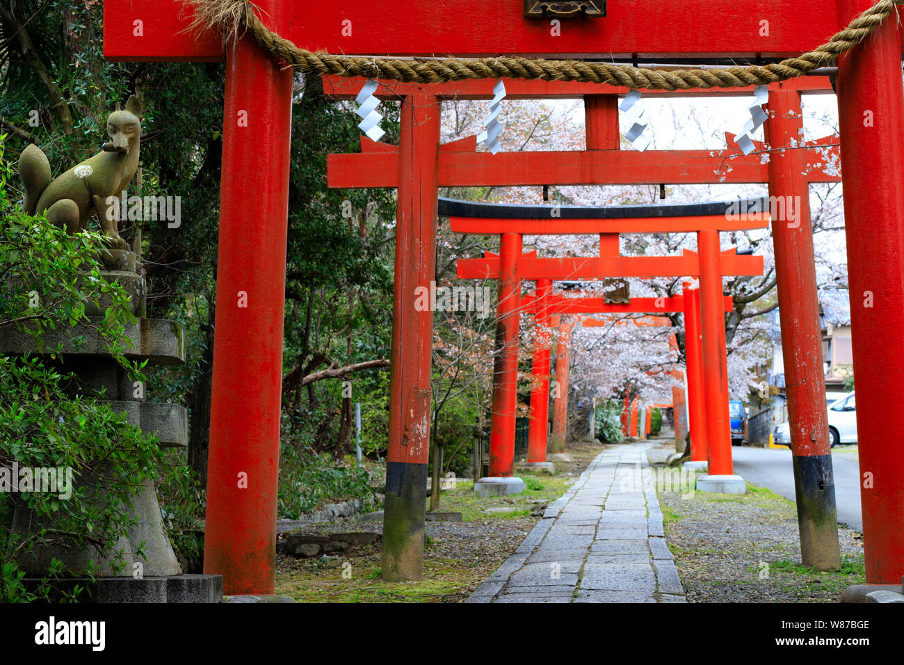 Large torii gate in Kyoto with Kitsune fox statue and cherry tree ...