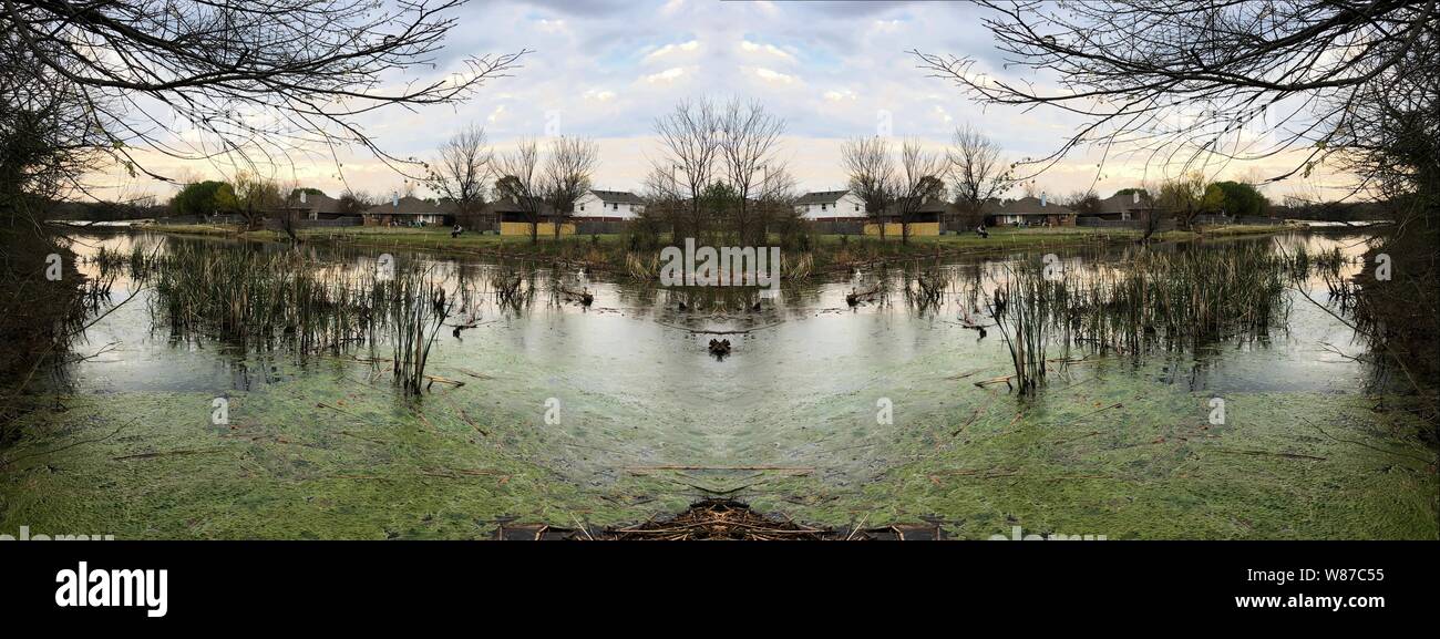 Algae covered swampy pond hi-res stock photography and images - Alamy