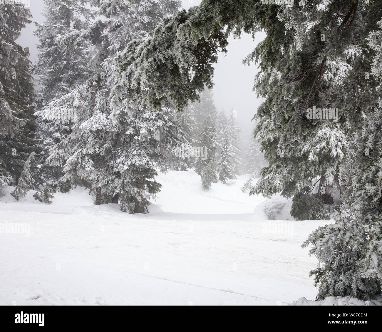 Serene snowy scene in Pacific Northwest Stock Photo - Alamy