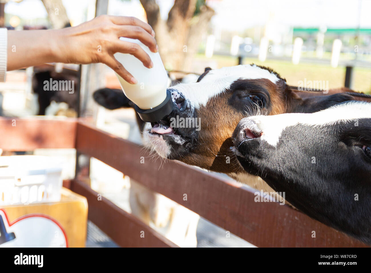 Closeup - Baby cow feeding on milk bottle by hand women in Thailand ...