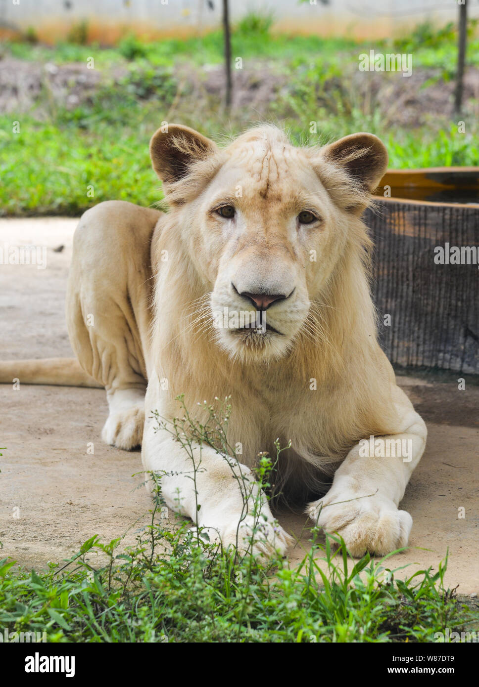 A White Transvaal lion (Panthera leo krugeri) playing in the zoo Stock ...