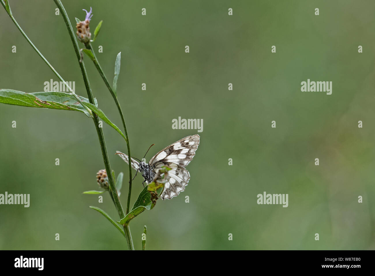 White butterflies swarm hi-res stock photography and images - Alamy