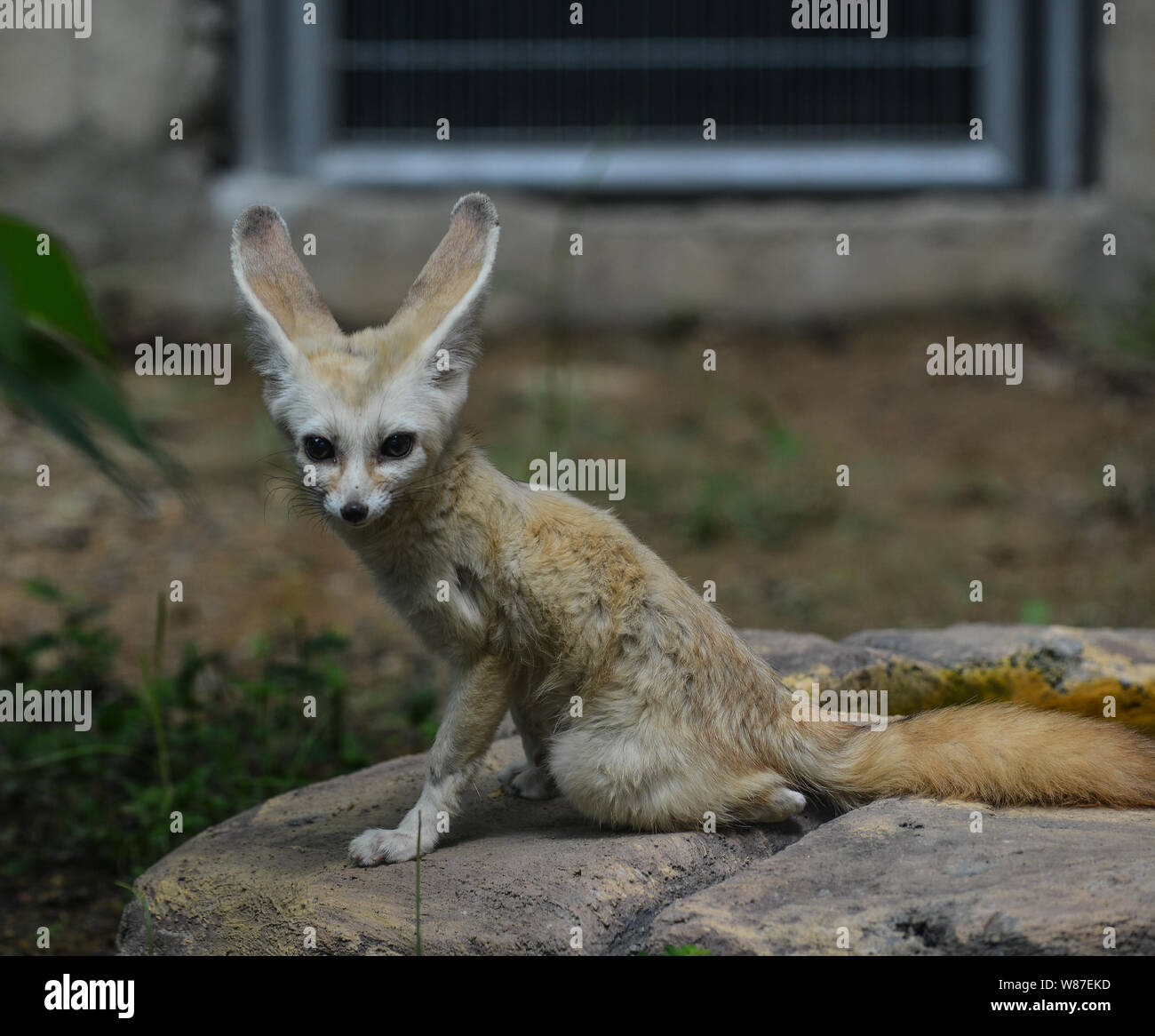 Portrait of Fennec fox (Vulpes zerda) in the zoo Stock Photo - Alamy