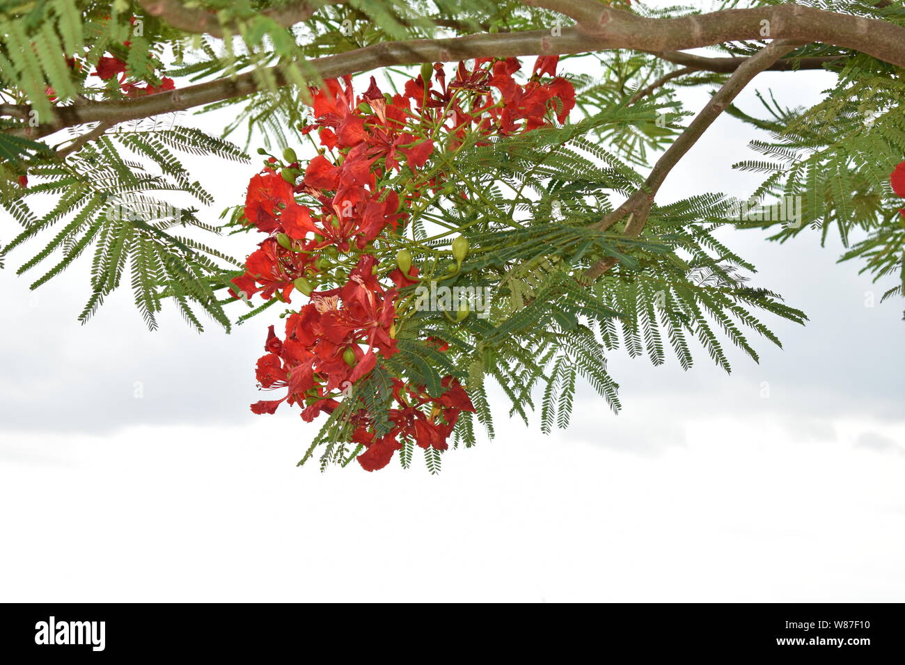 RED PEACOCK FLOWERS ON POINCIANA TREE WITH THE BACKGROUND OF CLOUDS ...