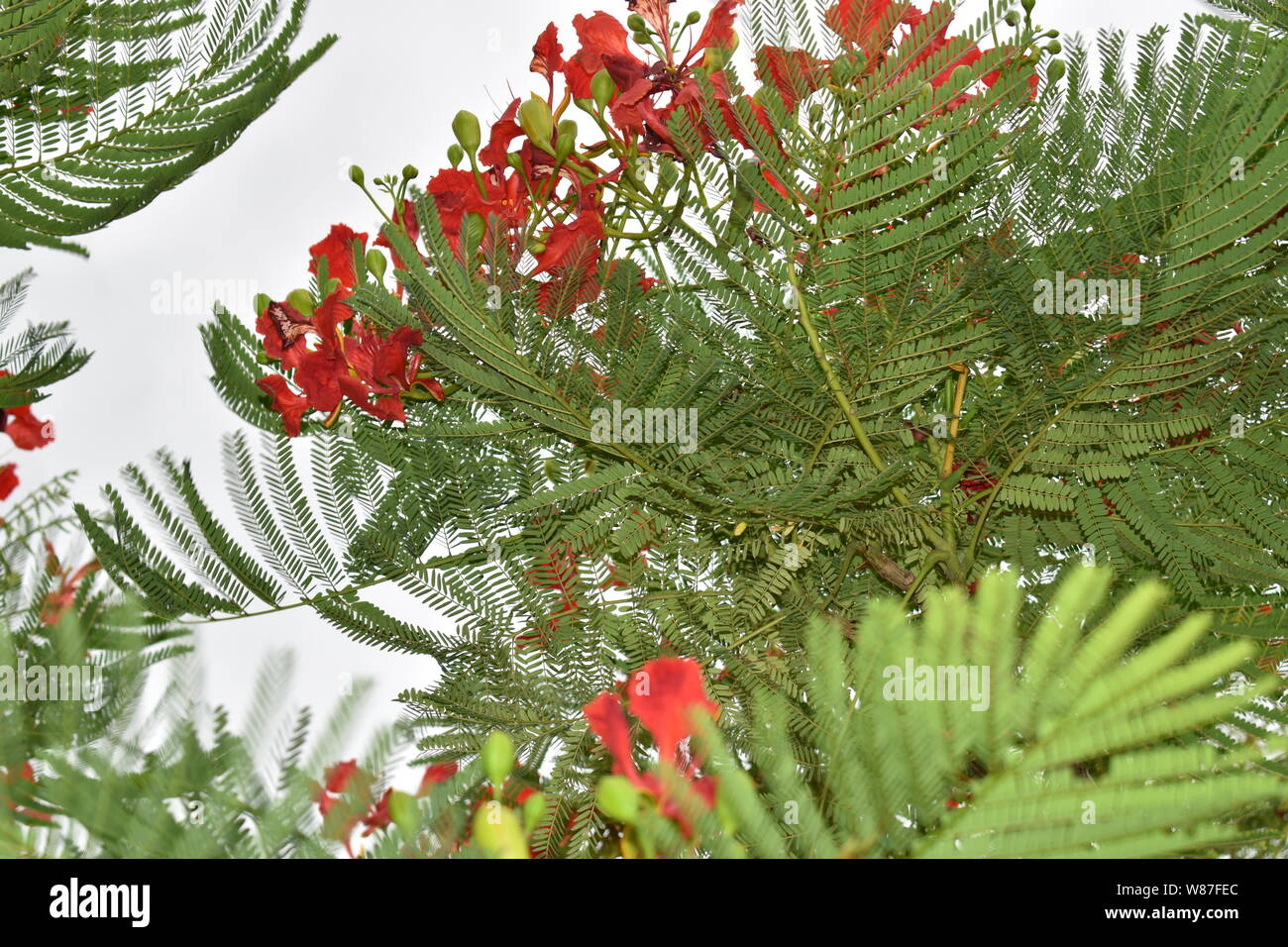 RED PEACOCK FLOWERS ON GREEN POINCIANA TREE Stock Photo - Alamy