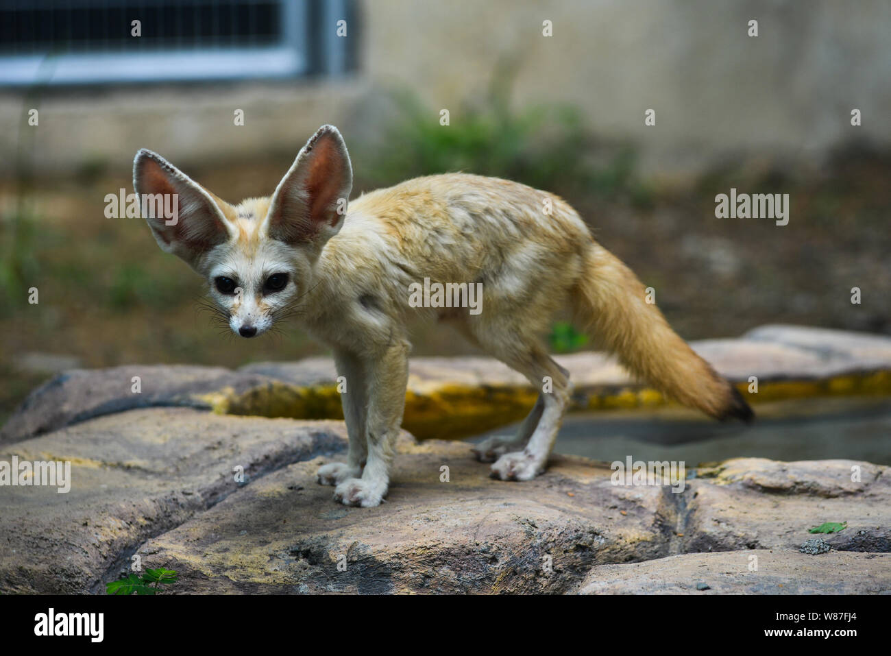 Portrait of Fennec fox (Vulpes zerda) in the zoo Stock Photo - Alamy
