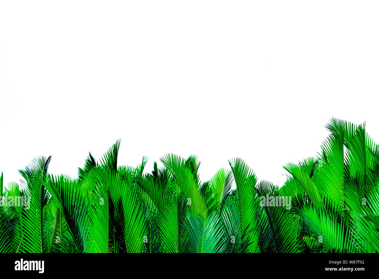 Green leaves of palm isolated on white background. Nypa fruticans Wurmb ...