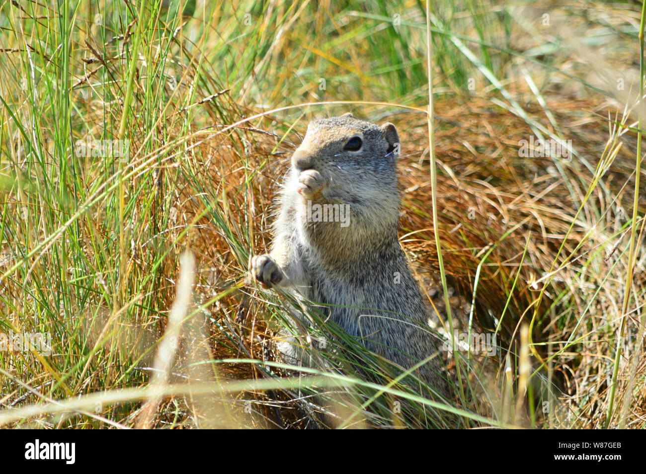 Squirrel telling secret hi-res stock photography and images - Alamy
