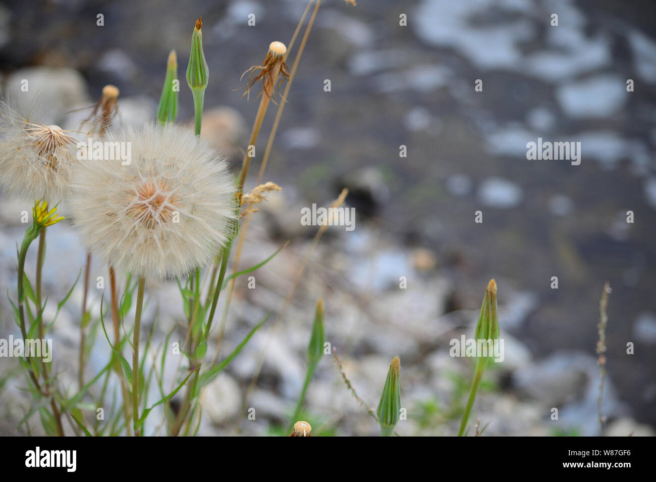 White rocks front garden hi-res stock photography and images - Alamy