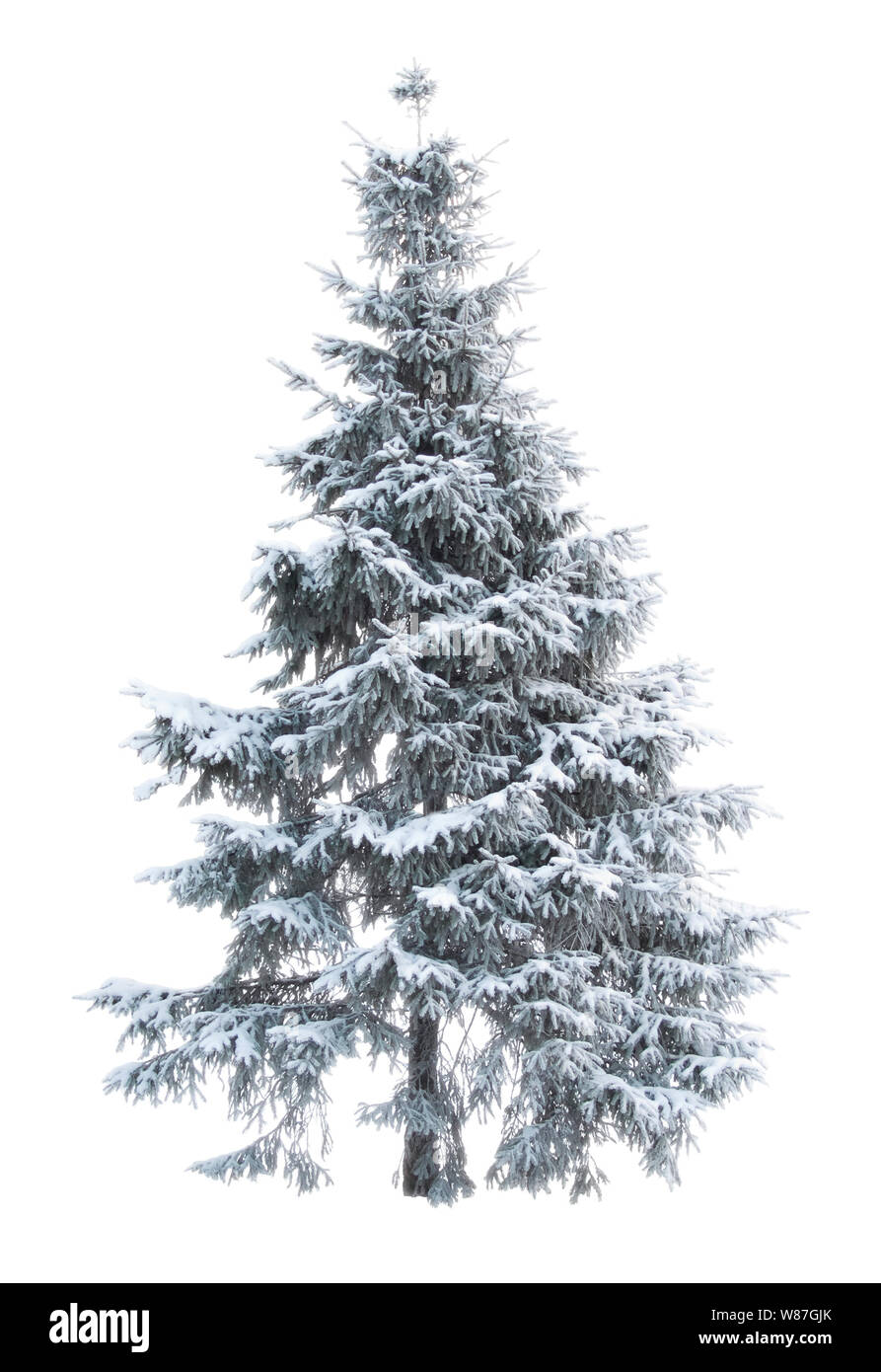 Fur-tree on the white isolated background Stock Photo - Alamy