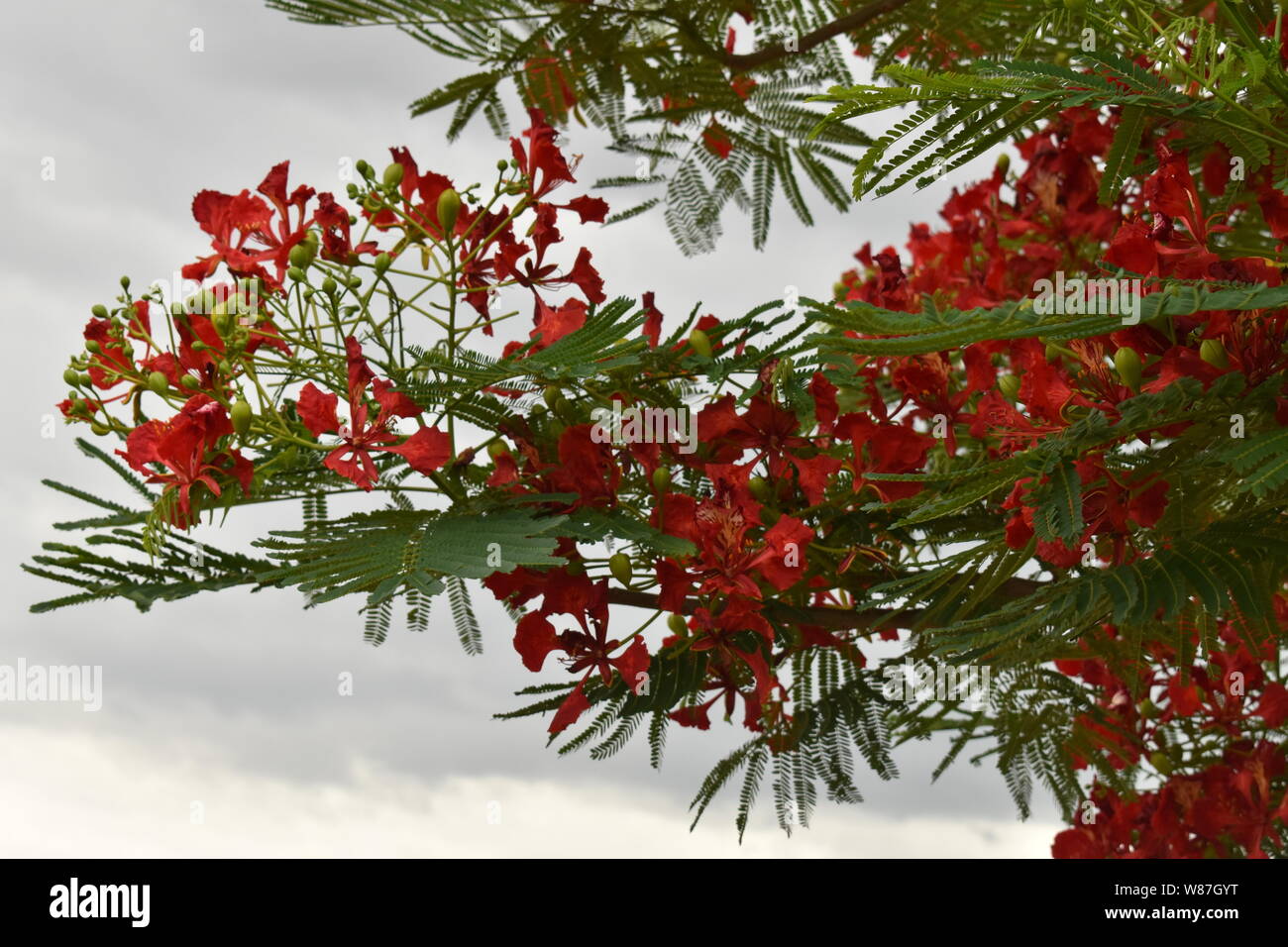 RED PEACOCK FLOWERS ON POINCIANA TREE WITH THE BACKGROUND OF CLOUDS ...