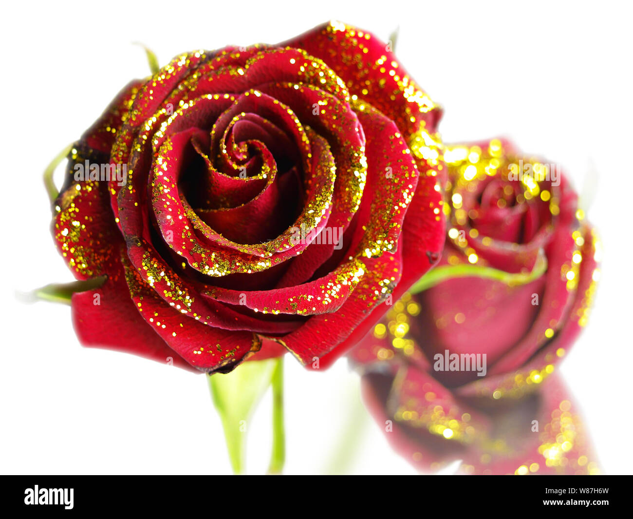 Two roses on the isolated white background Stock Photo - Alamy