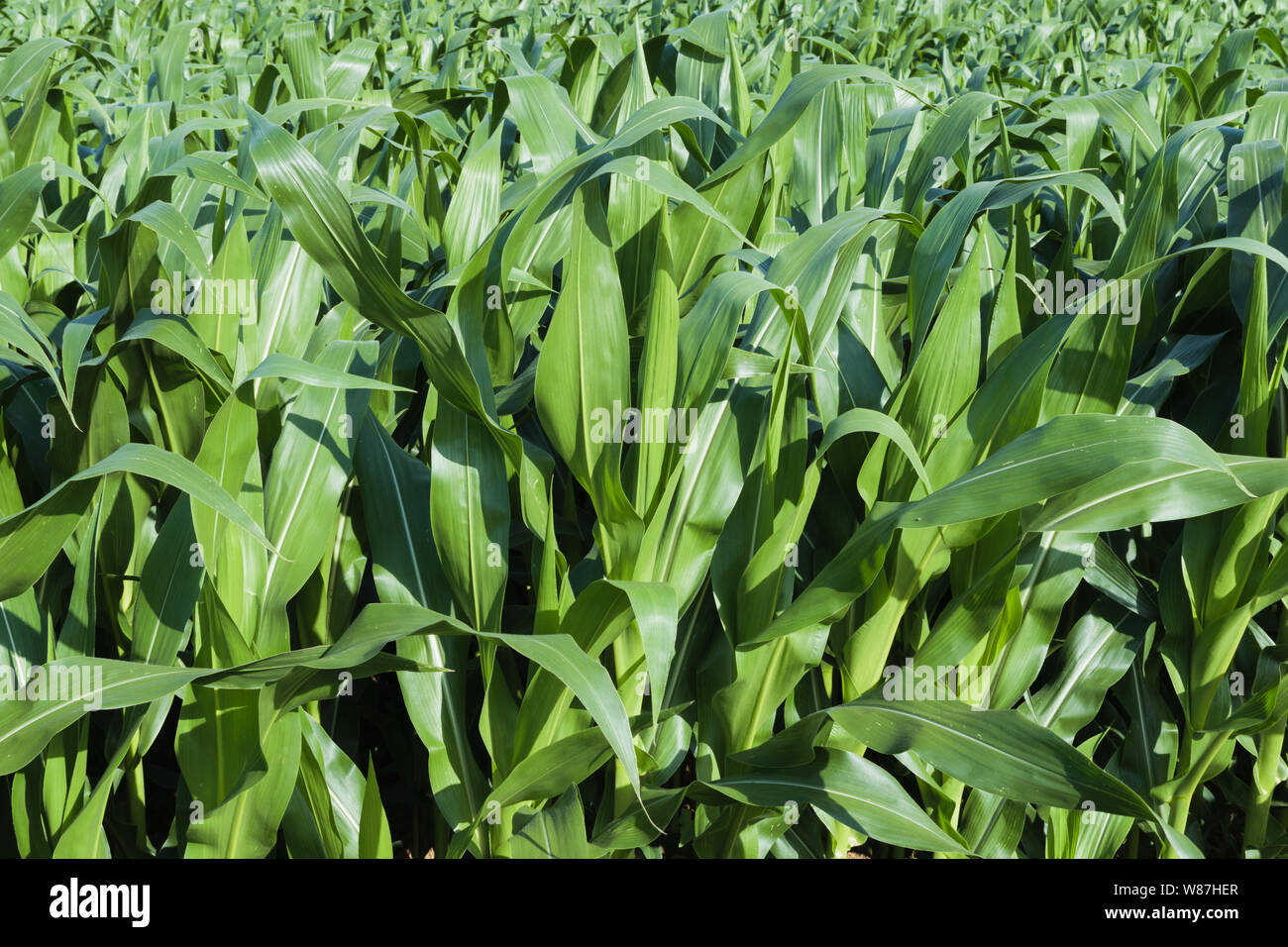 corn plant field Stock Photo - Alamy