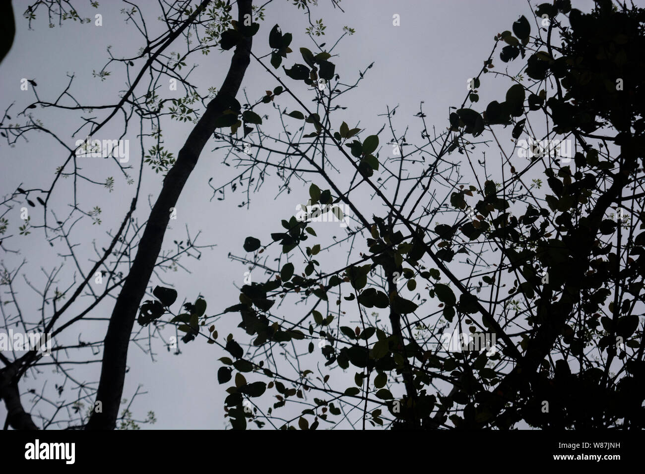 Botanical trail in Wild Mahseer, Assam Stock Photo - Alamy