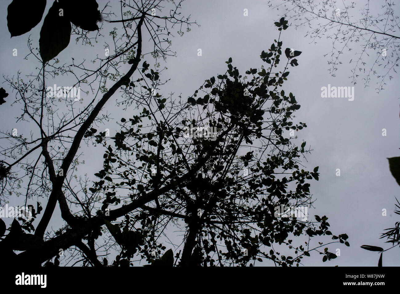 Botanical trail in Wild Mahseer, Assam Stock Photo - Alamy