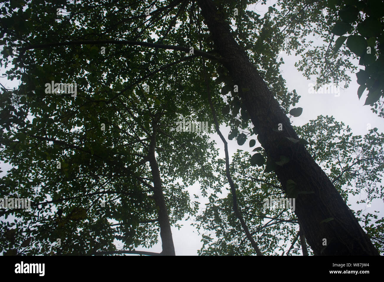 Sighting on a botanical trail in Wild Mahseer Stock Photo - Alamy