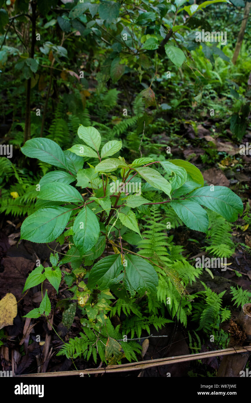 Assam plant hi-res stock photography and images - Alamy