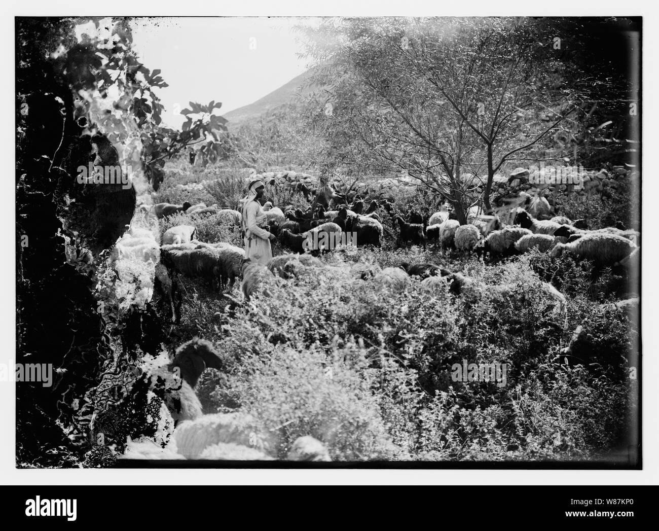 23rd Psalm duplicates, sheep Stock Photo - Alamy