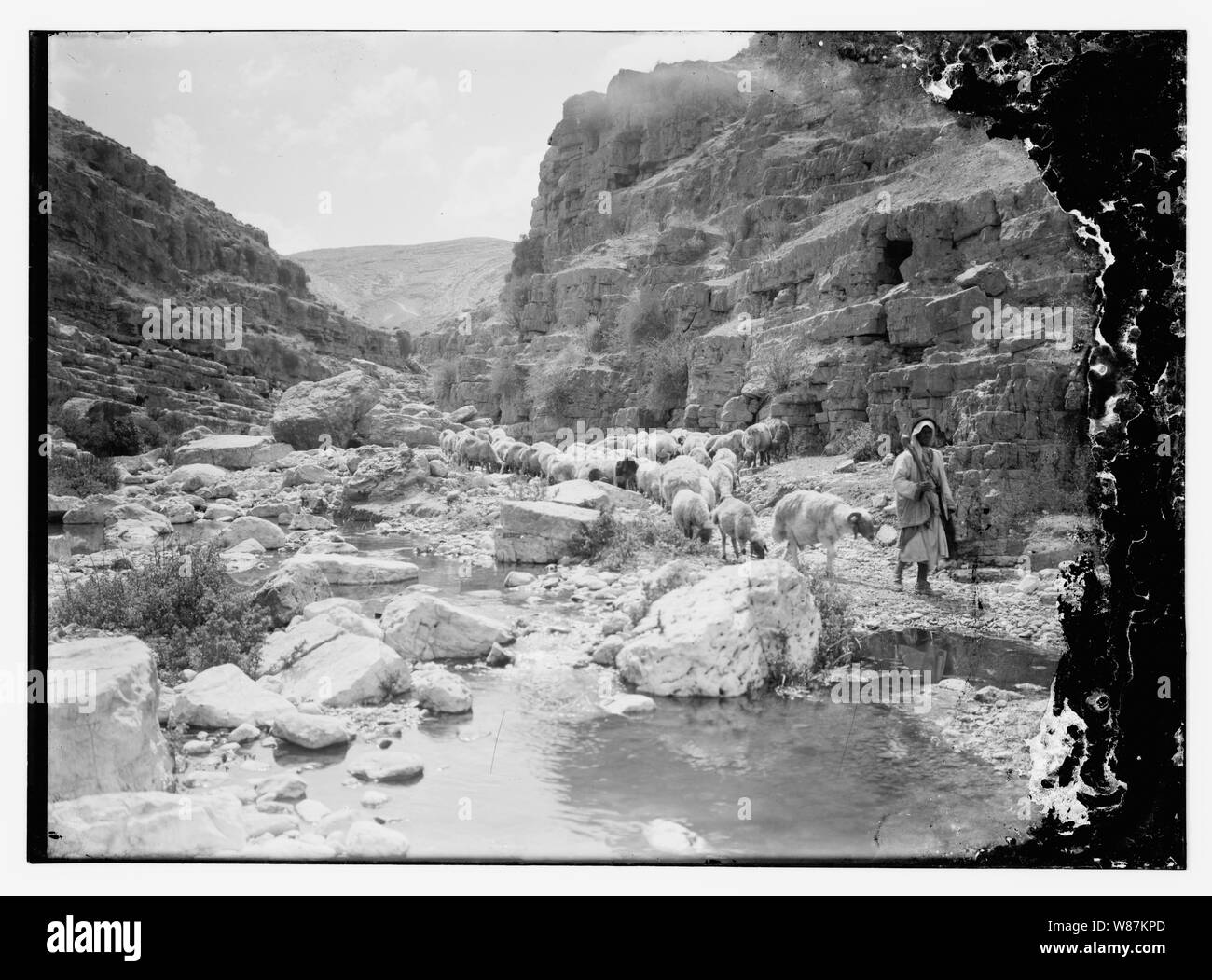 23rd Psalm, sheep Stock Photo - Alamy