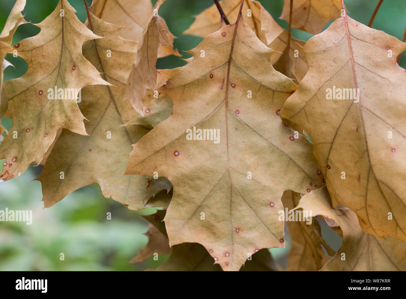 orange color autumn oak leaves closeup Stock Photo - Alamy