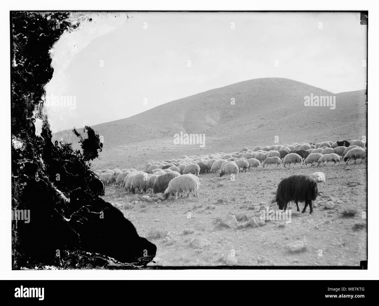 23rd Psalm, sheep Stock Photo - Alamy