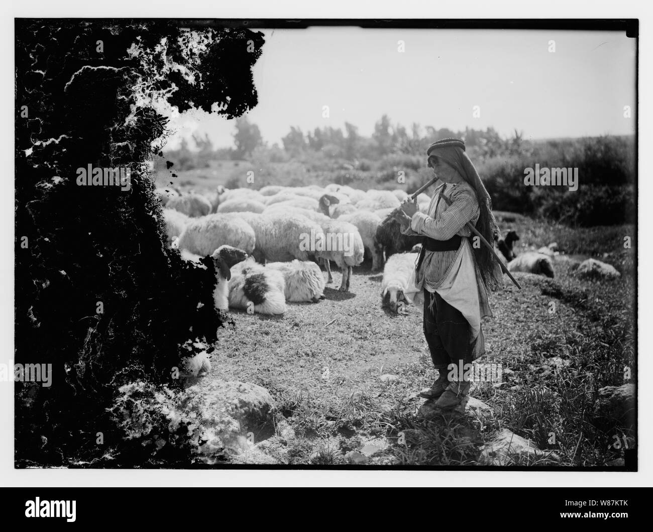 23rd Psalm, sheep Stock Photo - Alamy