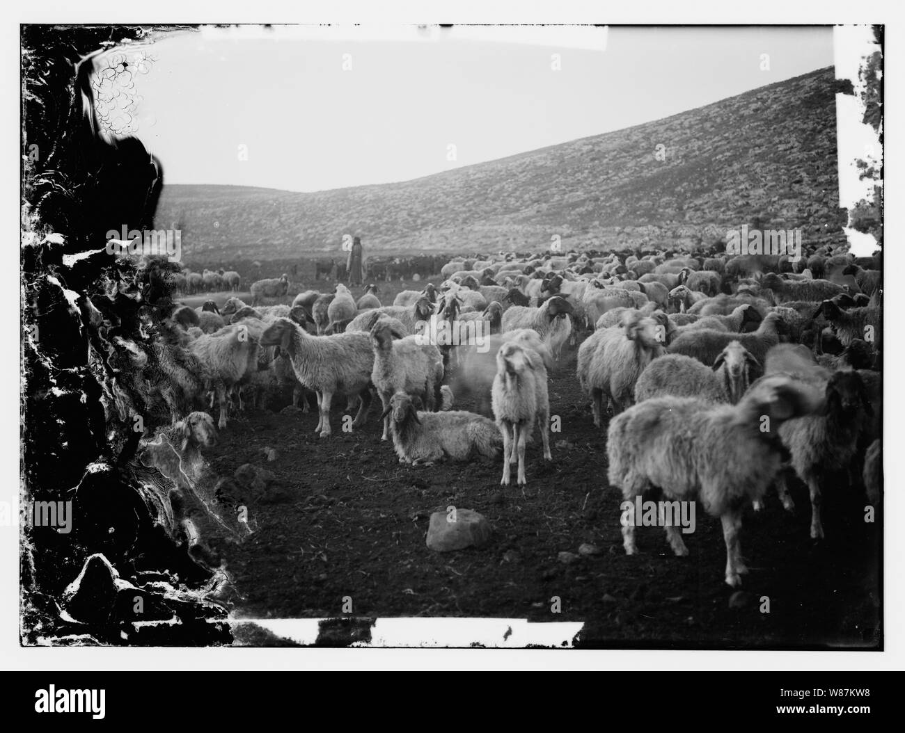 23rd Psalm, sheep Stock Photo - Alamy