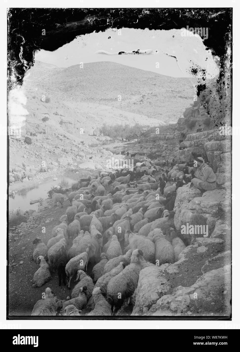 23rd Psalm, sheep Stock Photo - Alamy