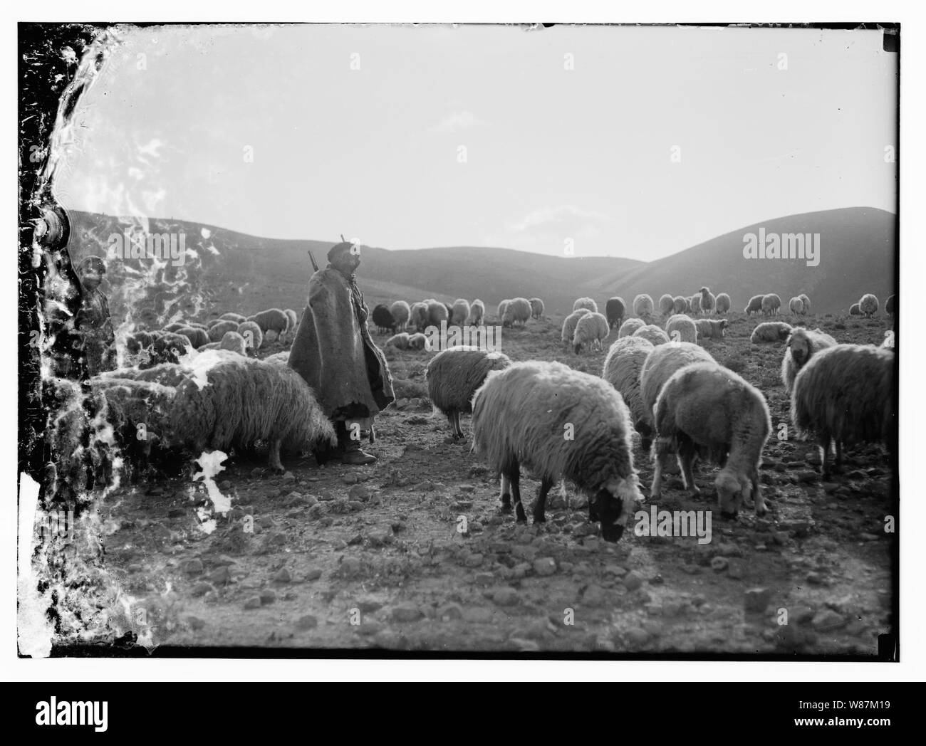 23rd Psalm, sheep Stock Photo - Alamy