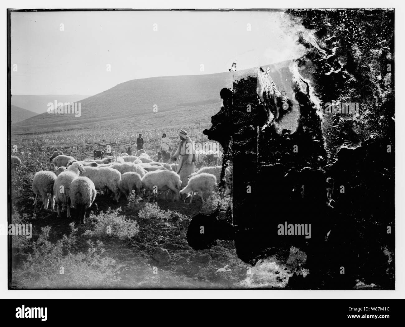 23rd Psalm, sheep Stock Photo - Alamy