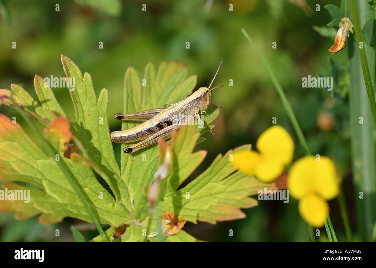 Meadow grasshopper macro of head hidden in the grass Stock Photo - Alamy