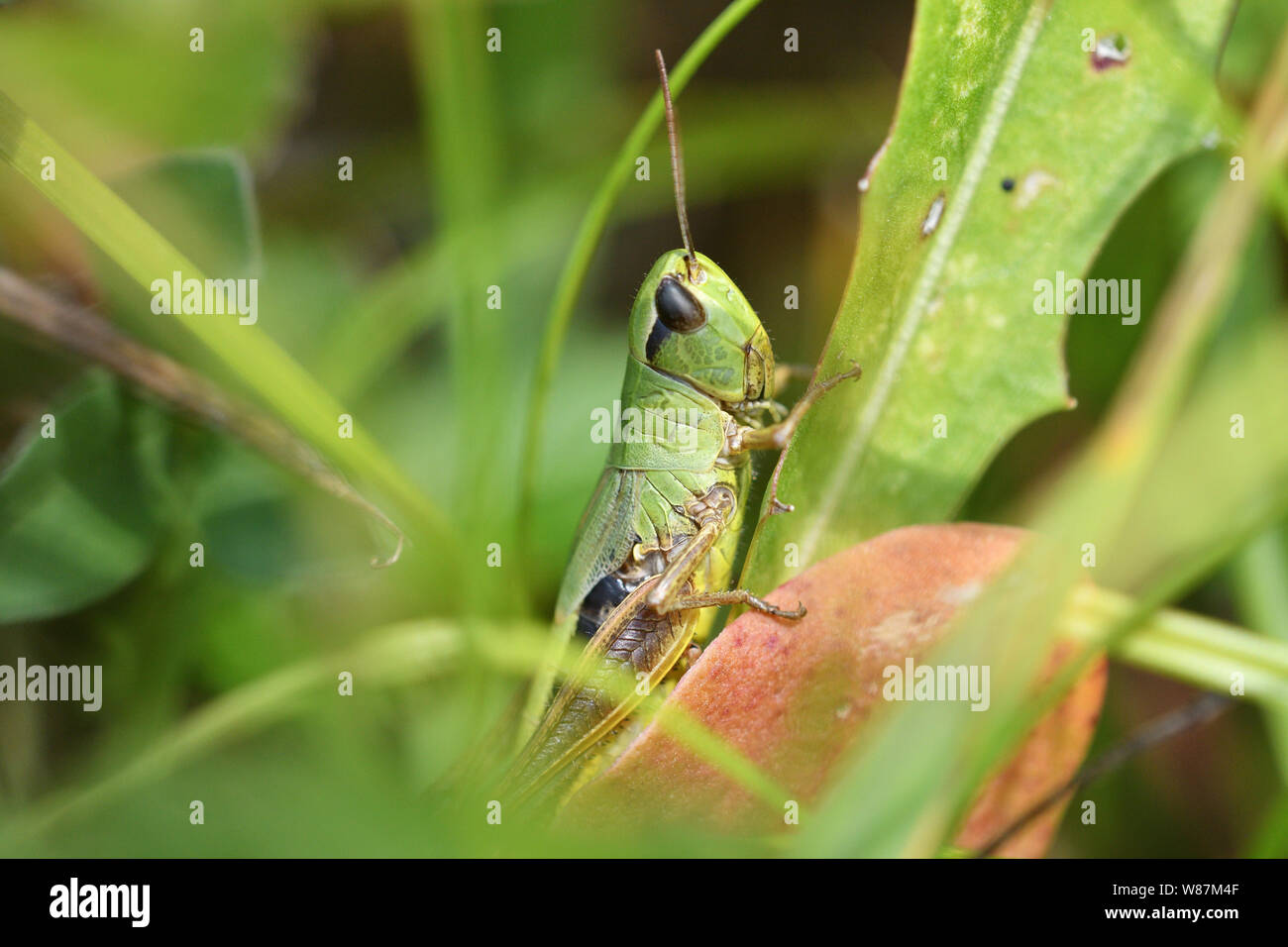 Meadow grasshopper macro of head hidden in the grass Stock Photo - Alamy
