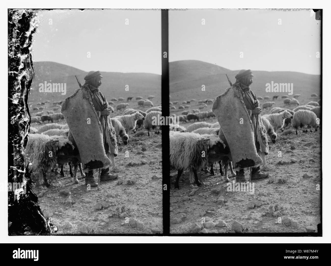 23rd Psalm, sheep Stock Photo - Alamy