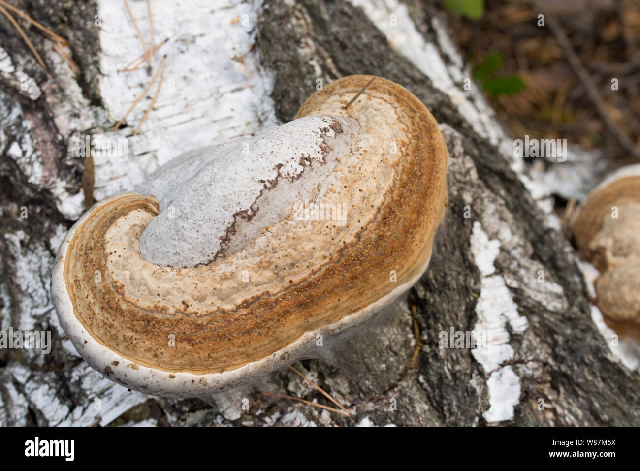 Birch conk fungus hi-res stock photography and images - Alamy