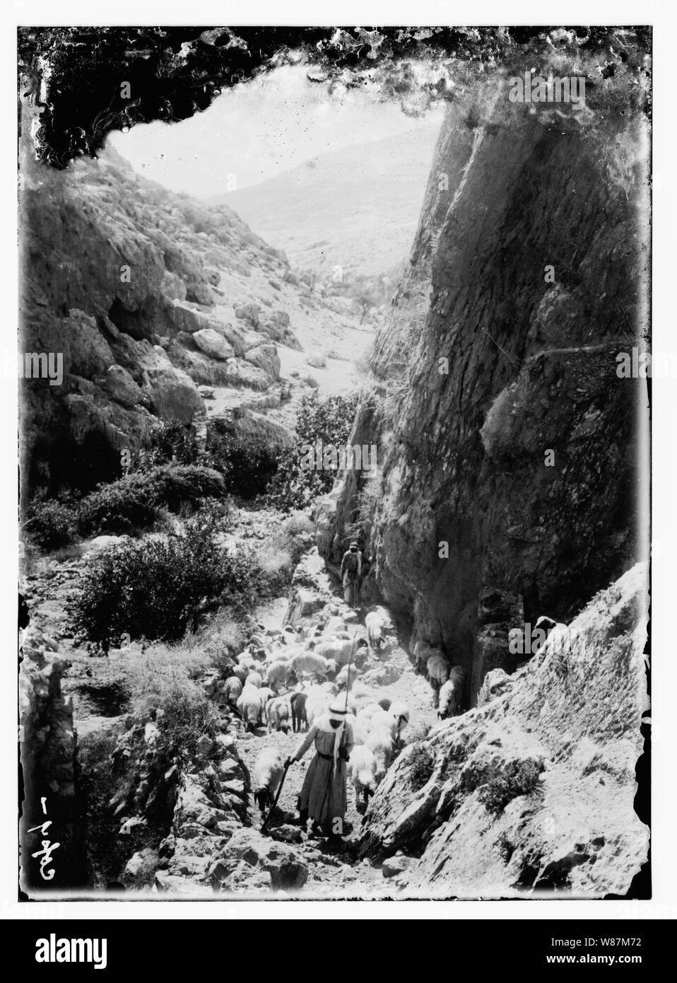 23rd Psalm, sheep Stock Photo - Alamy