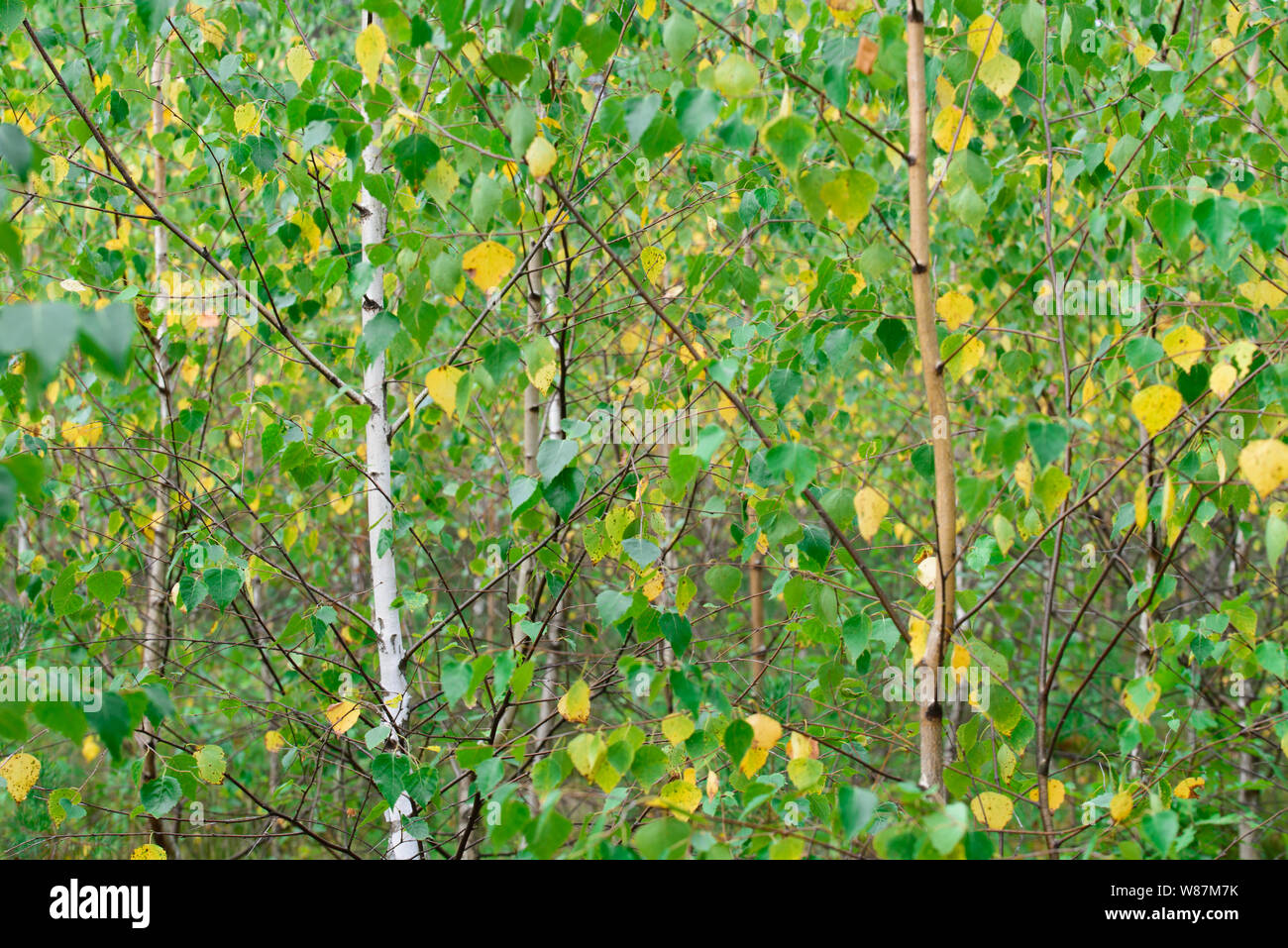 young birch trees with green and yellow leaves in summer forest Stock ...