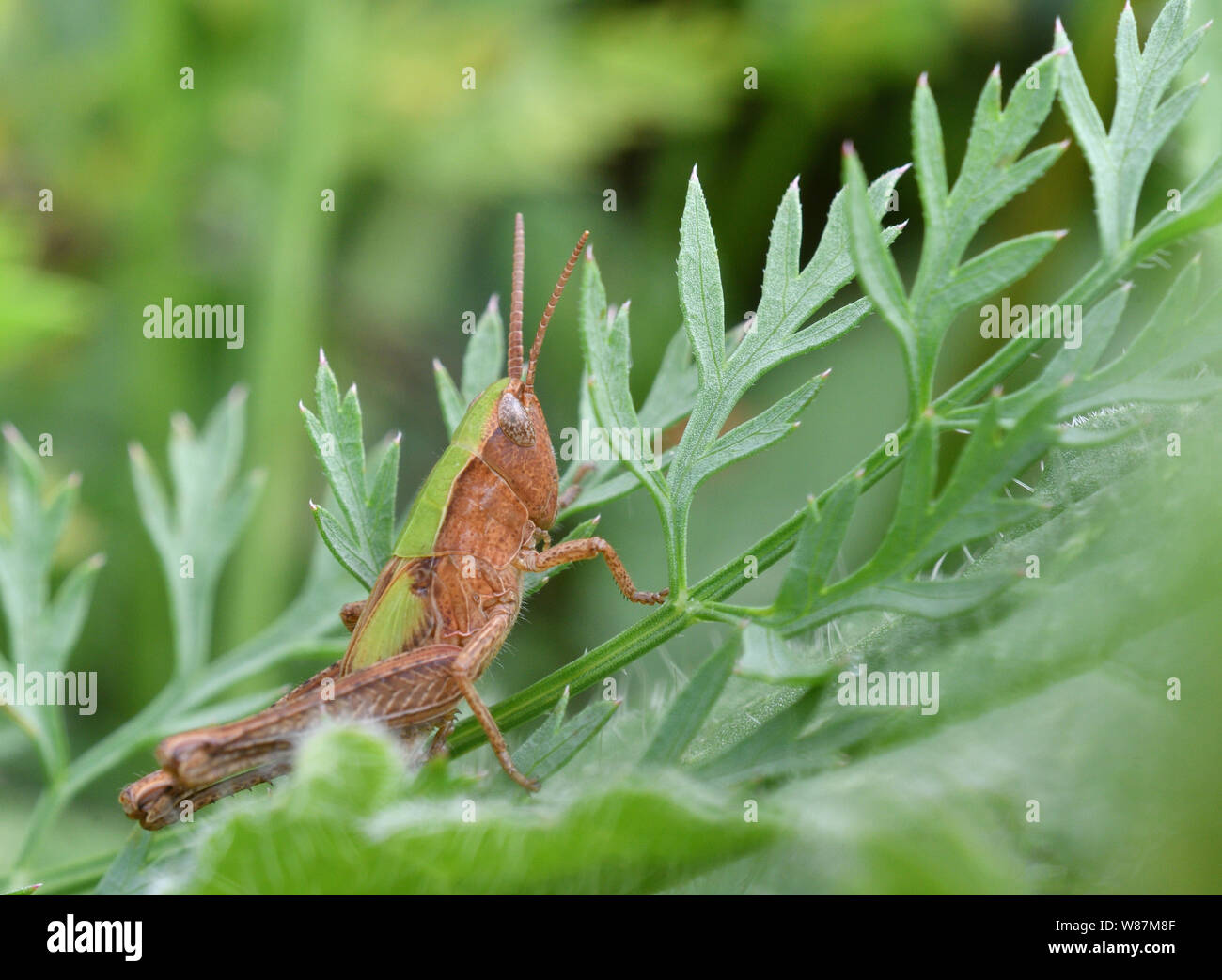 Meadow grasshopper macro of head hidden in the grass Stock Photo - Alamy
