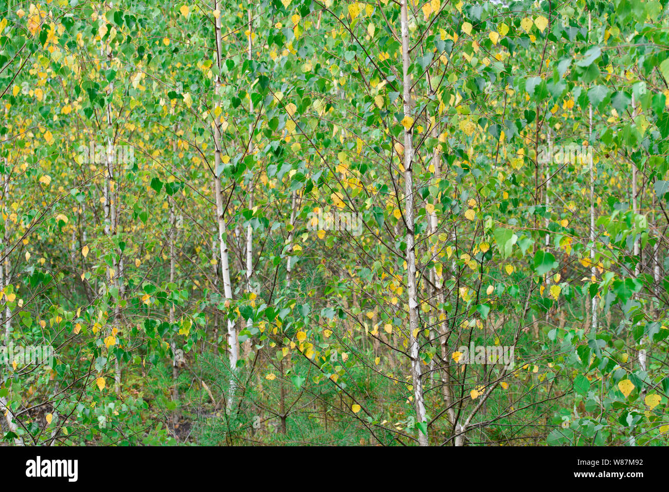 young birch trees with green and yellow leaves in summer forest Stock ...