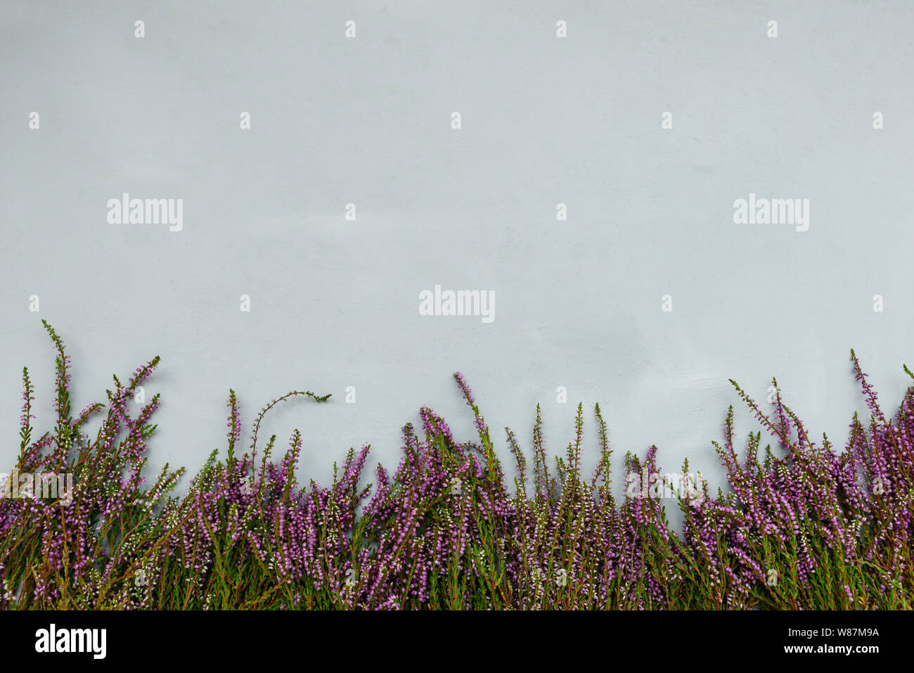 Heather flowers frame on gray wooden background. Top view. Copy space ...