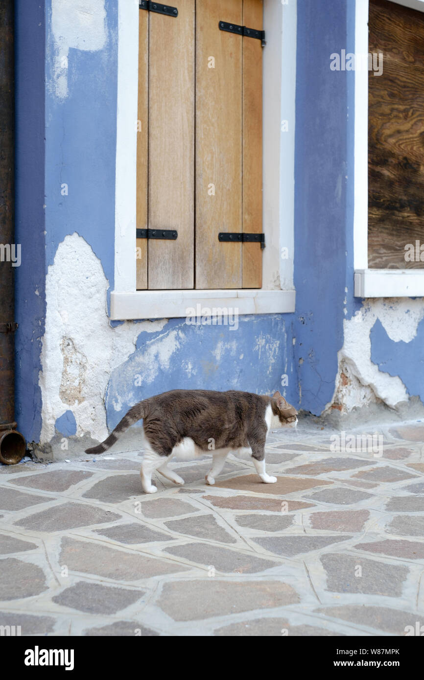 Cute cat in venice hi-res stock photography and images - Alamy