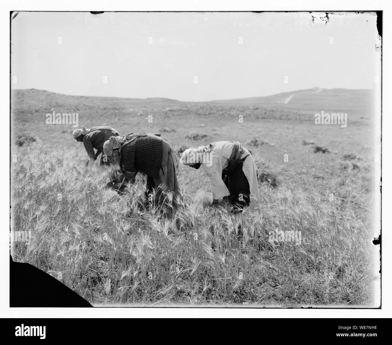 3 women reaping grain below Mount of Olives Stock Photo - Alamy