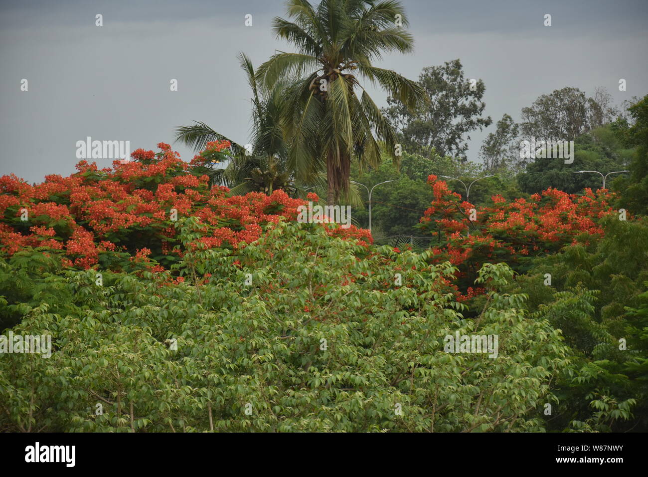 RED PEACOCK FLOWERS ON GREEN POINCIANA TREE WITH ALL TREE Stock Photo ...