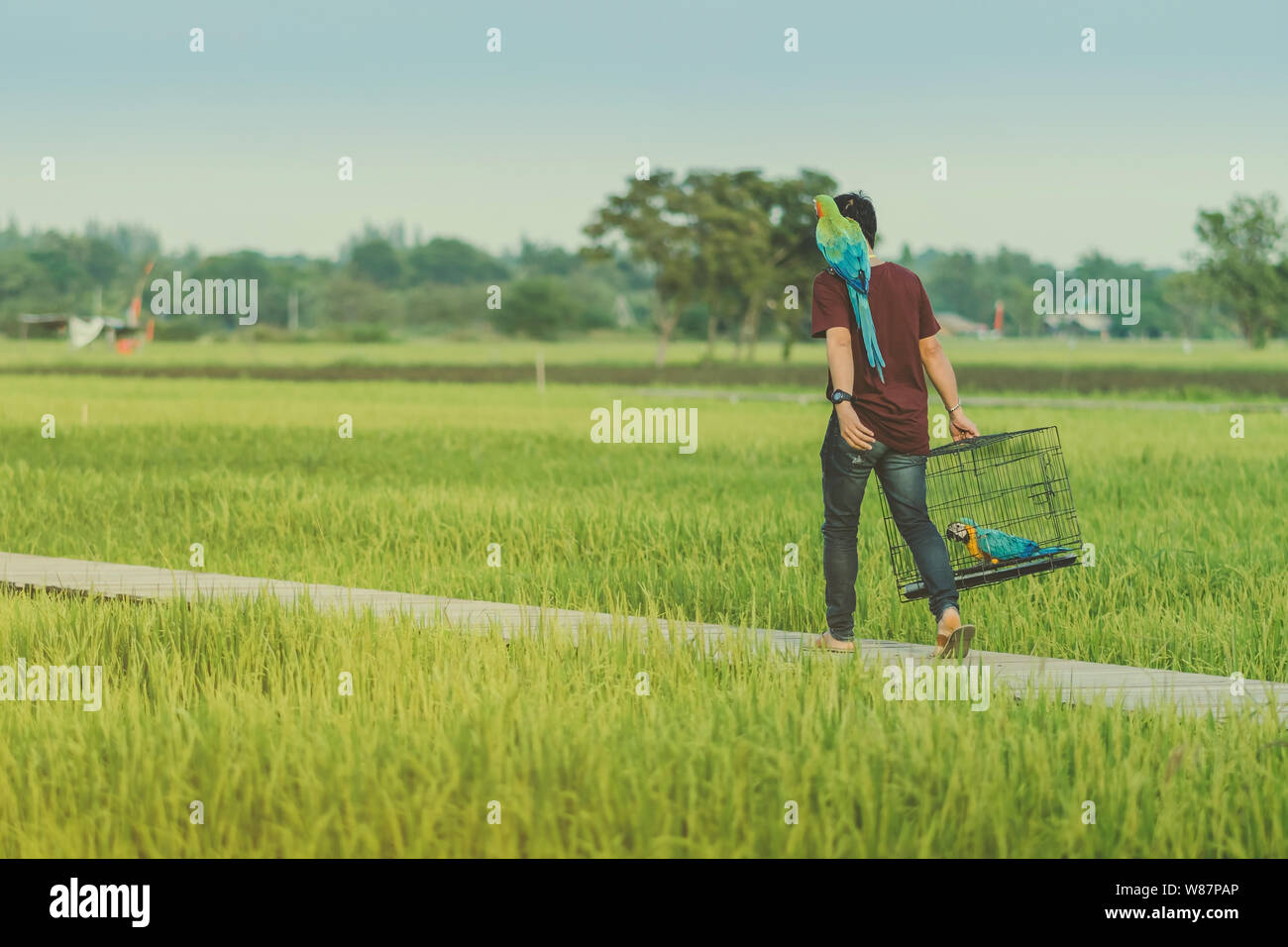 Parrots field hi-res stock photography and images - Alamy