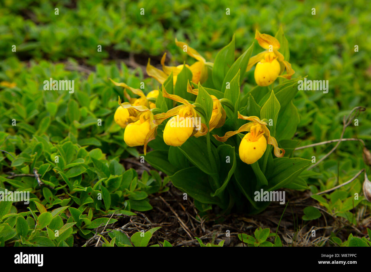 Yellow Lady's Slipper (Cypripedium parviflorum), Table Point Ecological ...