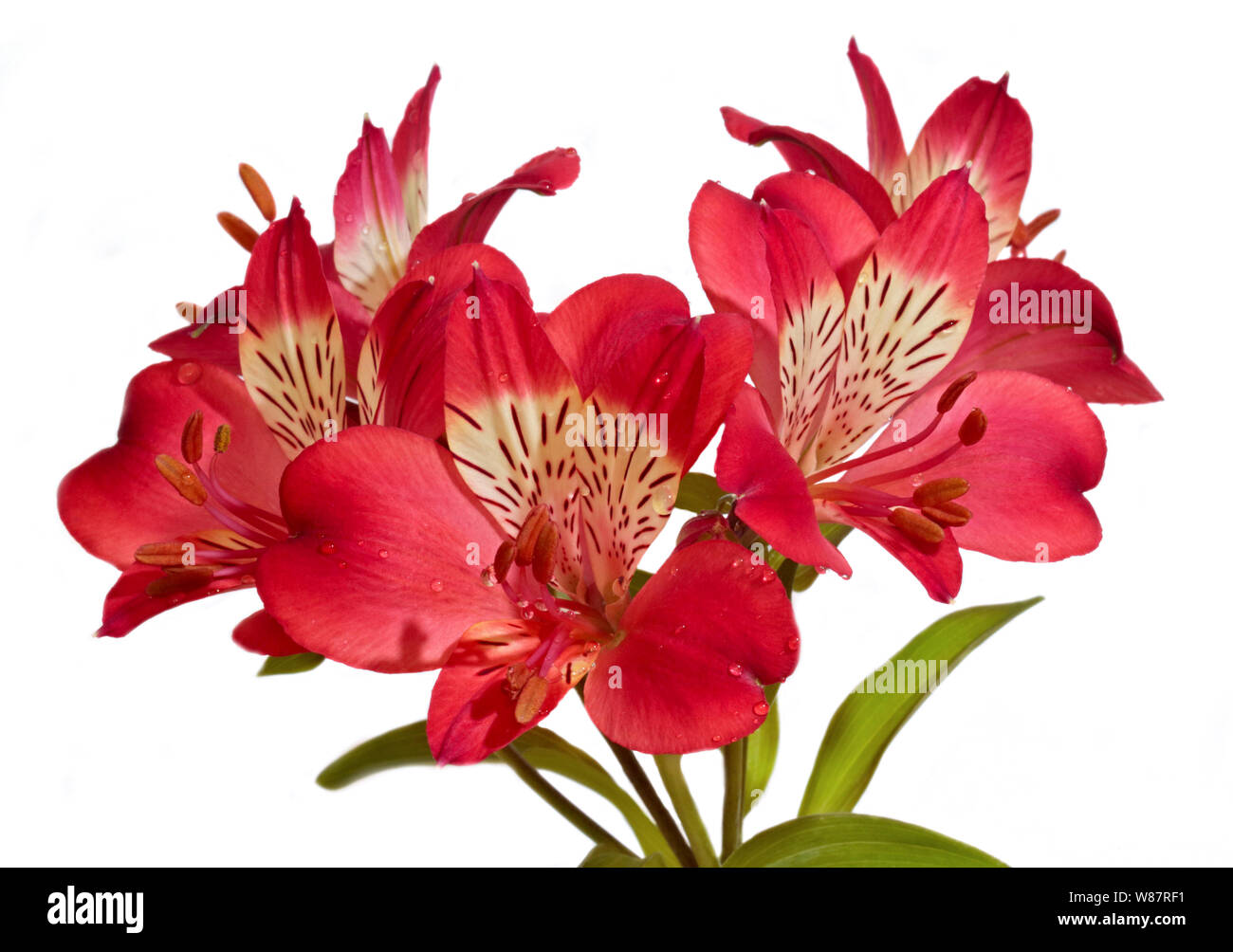 Peruvian lily hi-res stock photography and images - Alamy