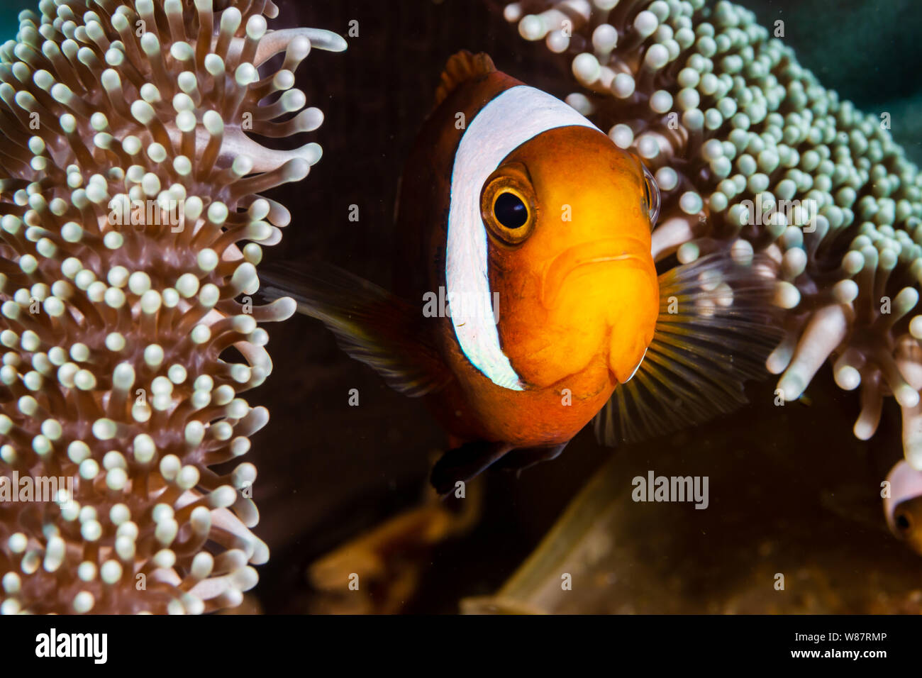 Cute Saddleback Clownfish on a Coral Reef Stock Photo - Alamy